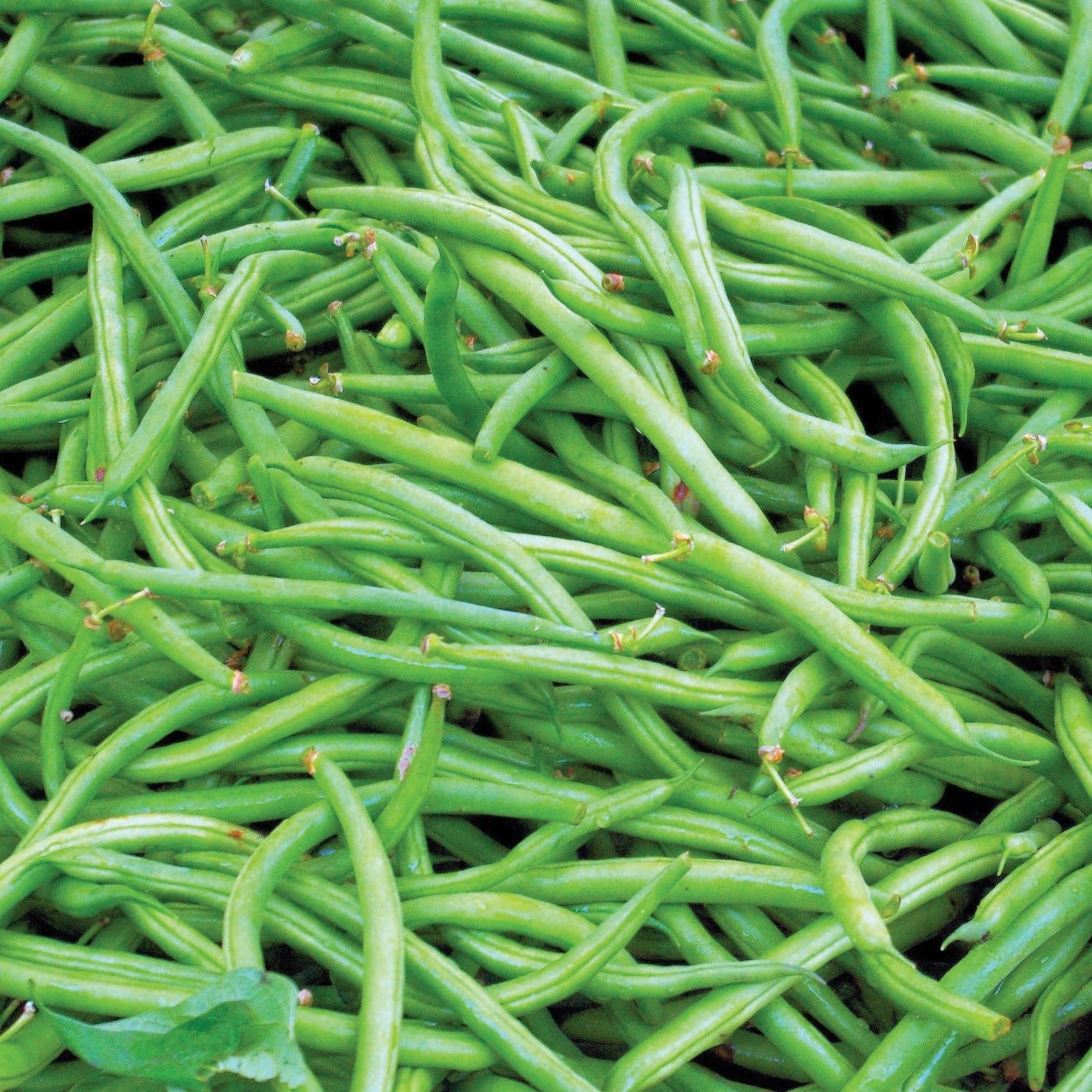 Contender Bean (Bush) – MIgardener