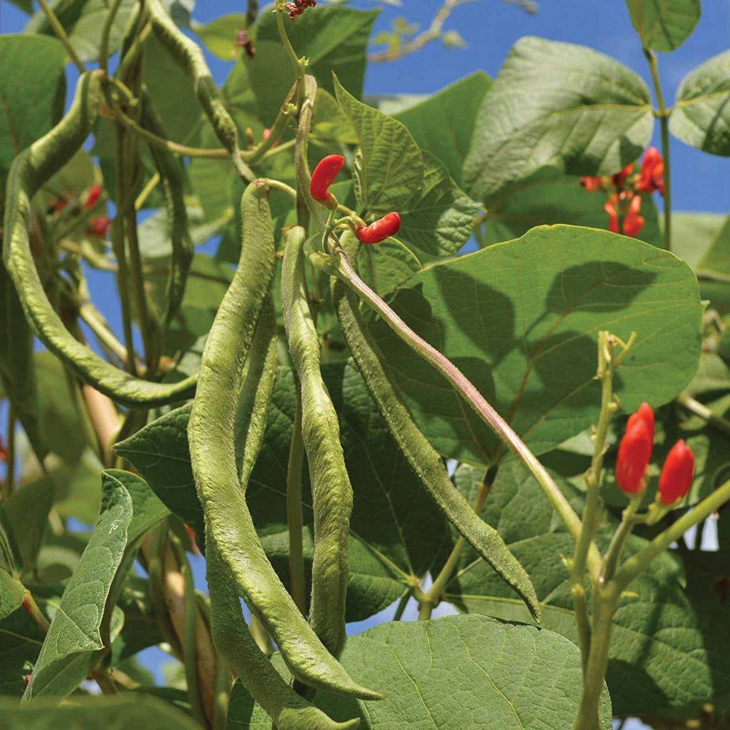 Scarlet Runner Bean (Pole) – MIgardener