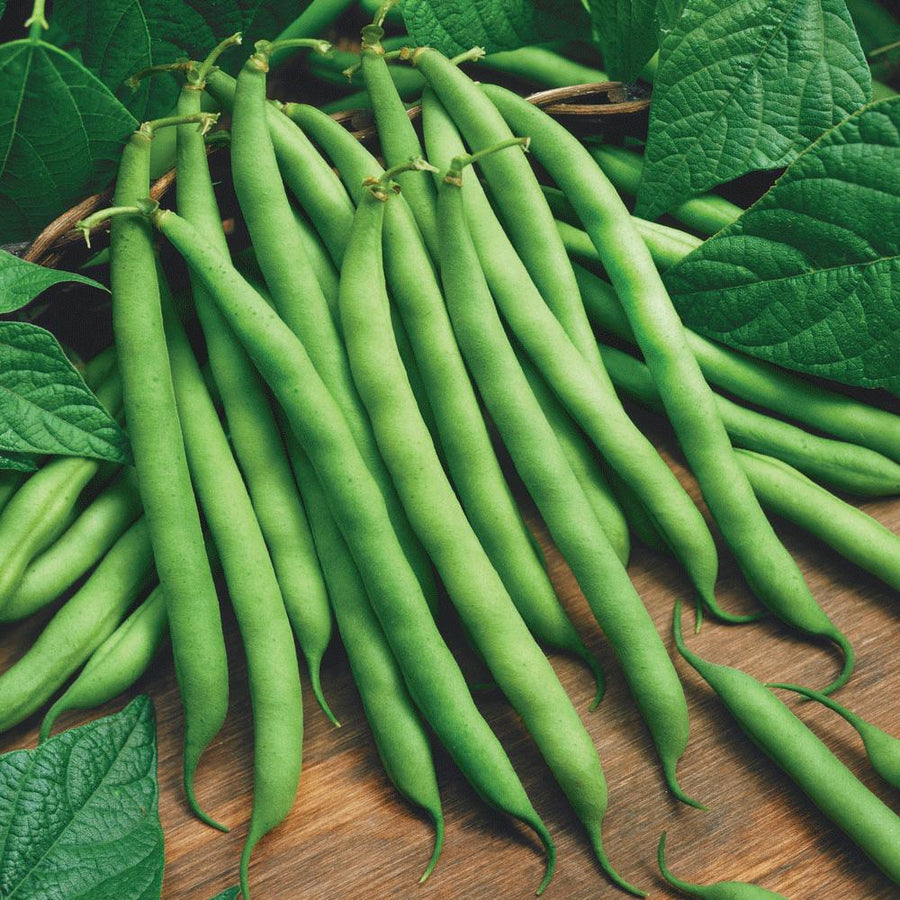 Warm Weather Crops – MIgardener