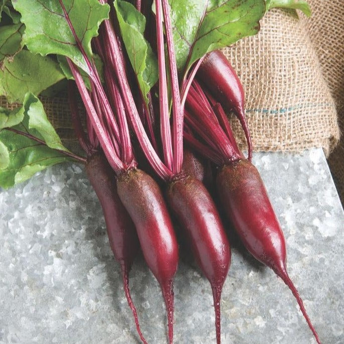 Cylindra Beet – MIgardener