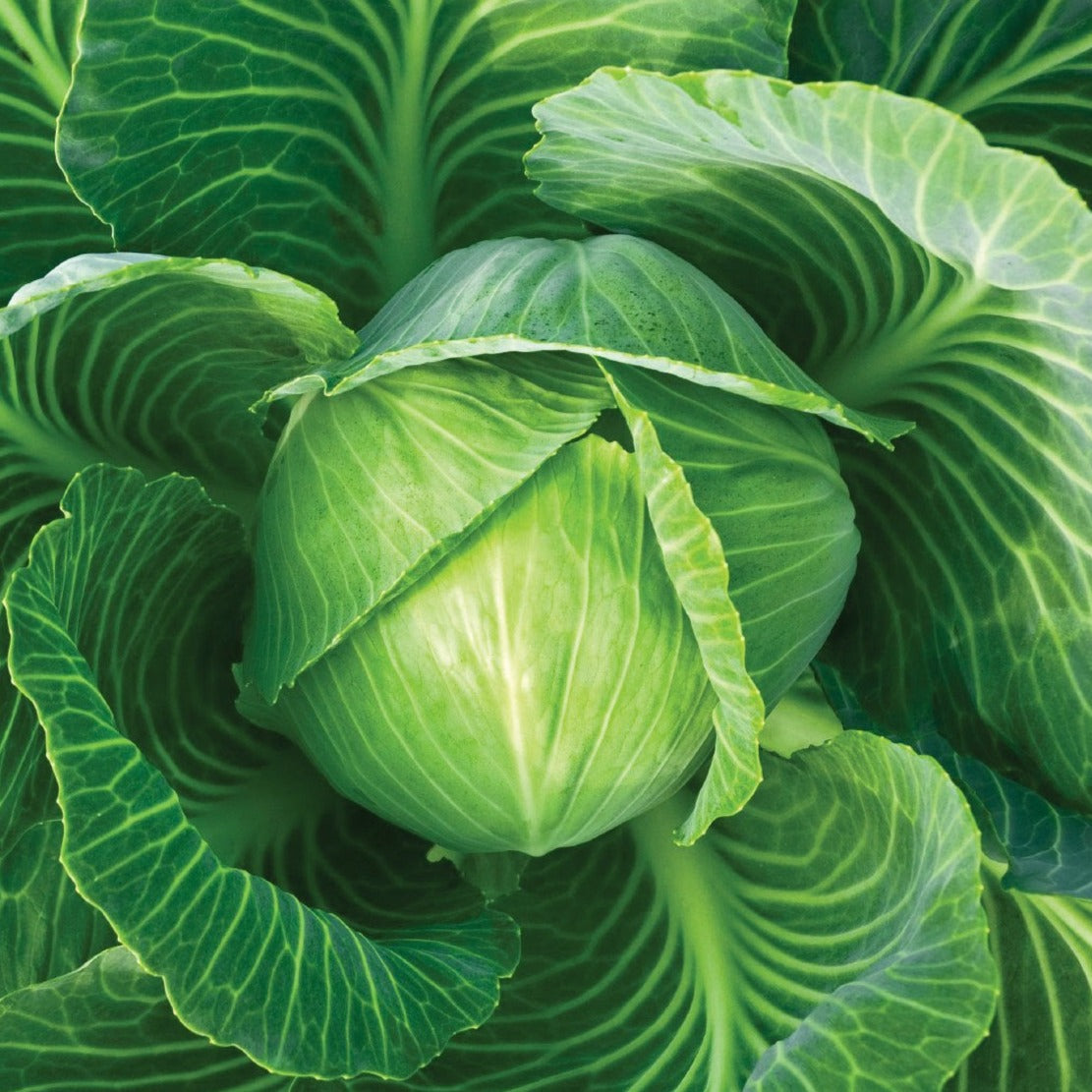 Danish Ball Head Cabbage – MIgardener