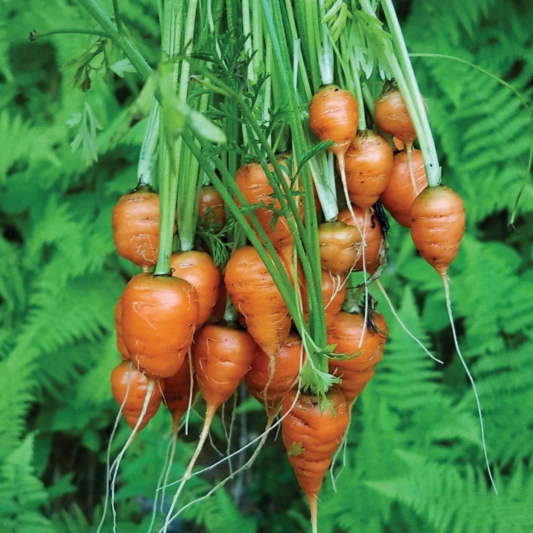 Parisian Carrot – MIgardener