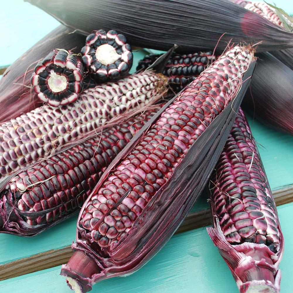 Double Red Sweet Corn – MIgardener