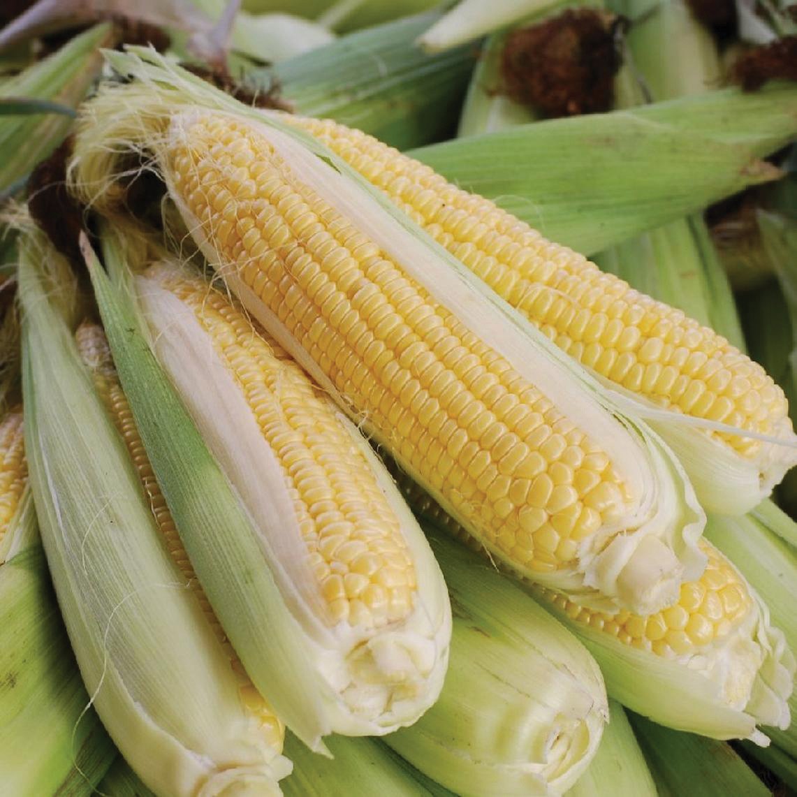 Golden Bantam 12 Corn : 1/4 Pound – MIgardener