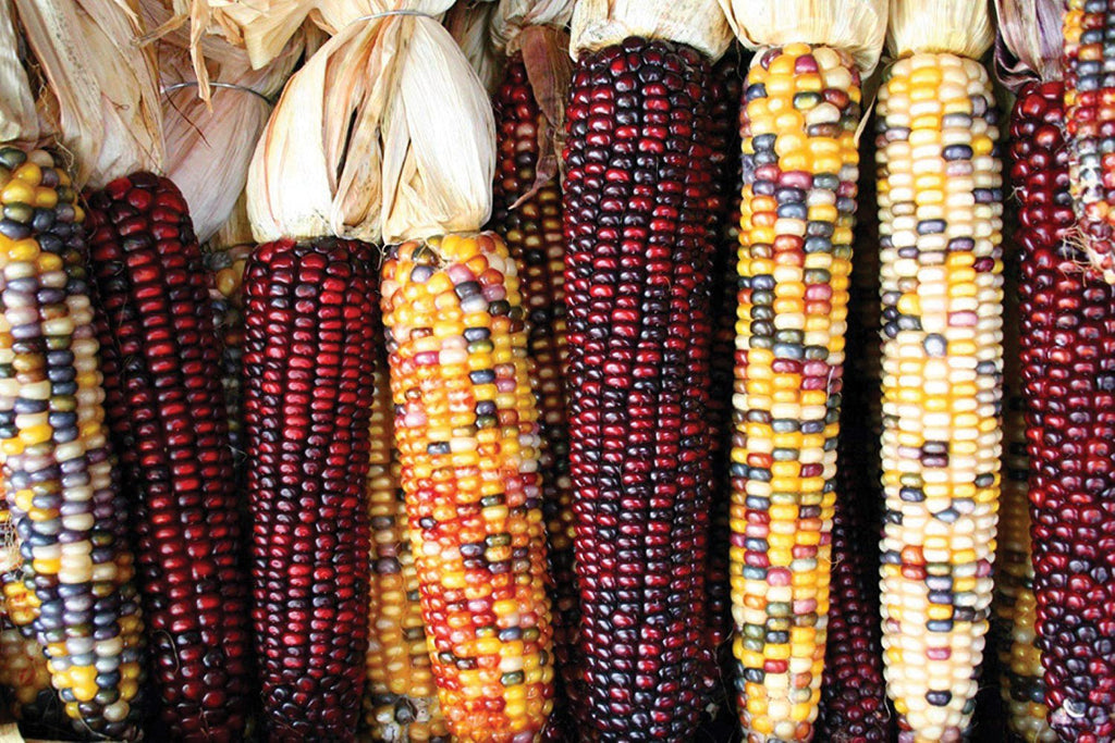 indian corn uk