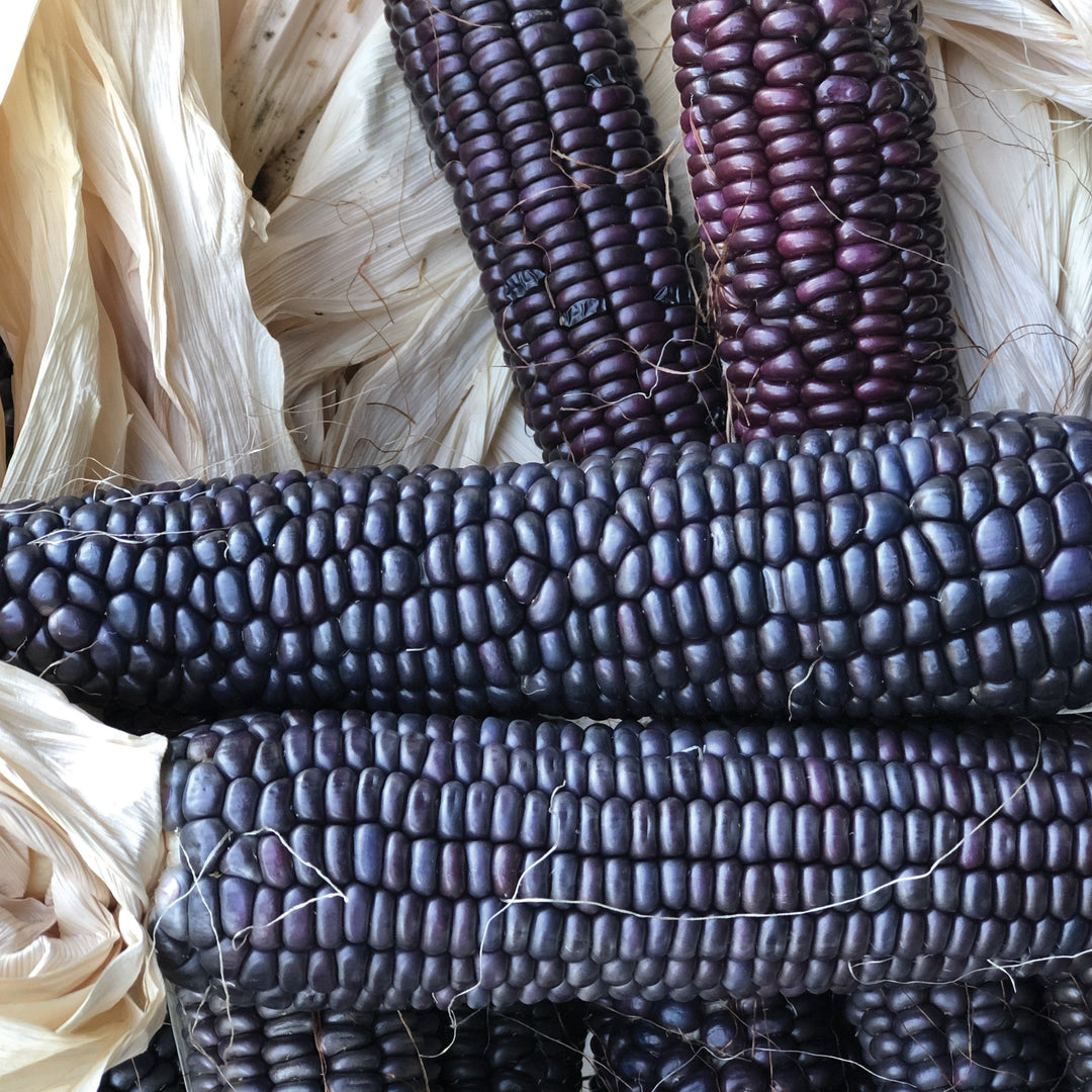 native american corn