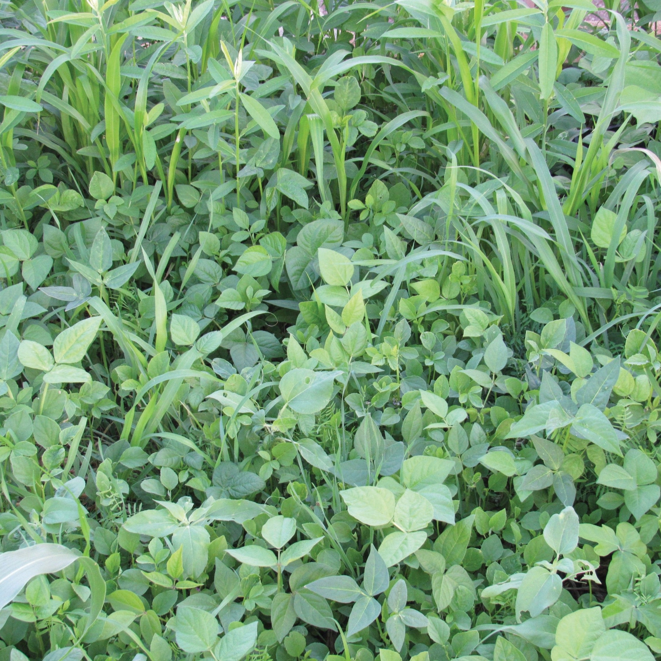 Cover Crop Mix – MIgardener