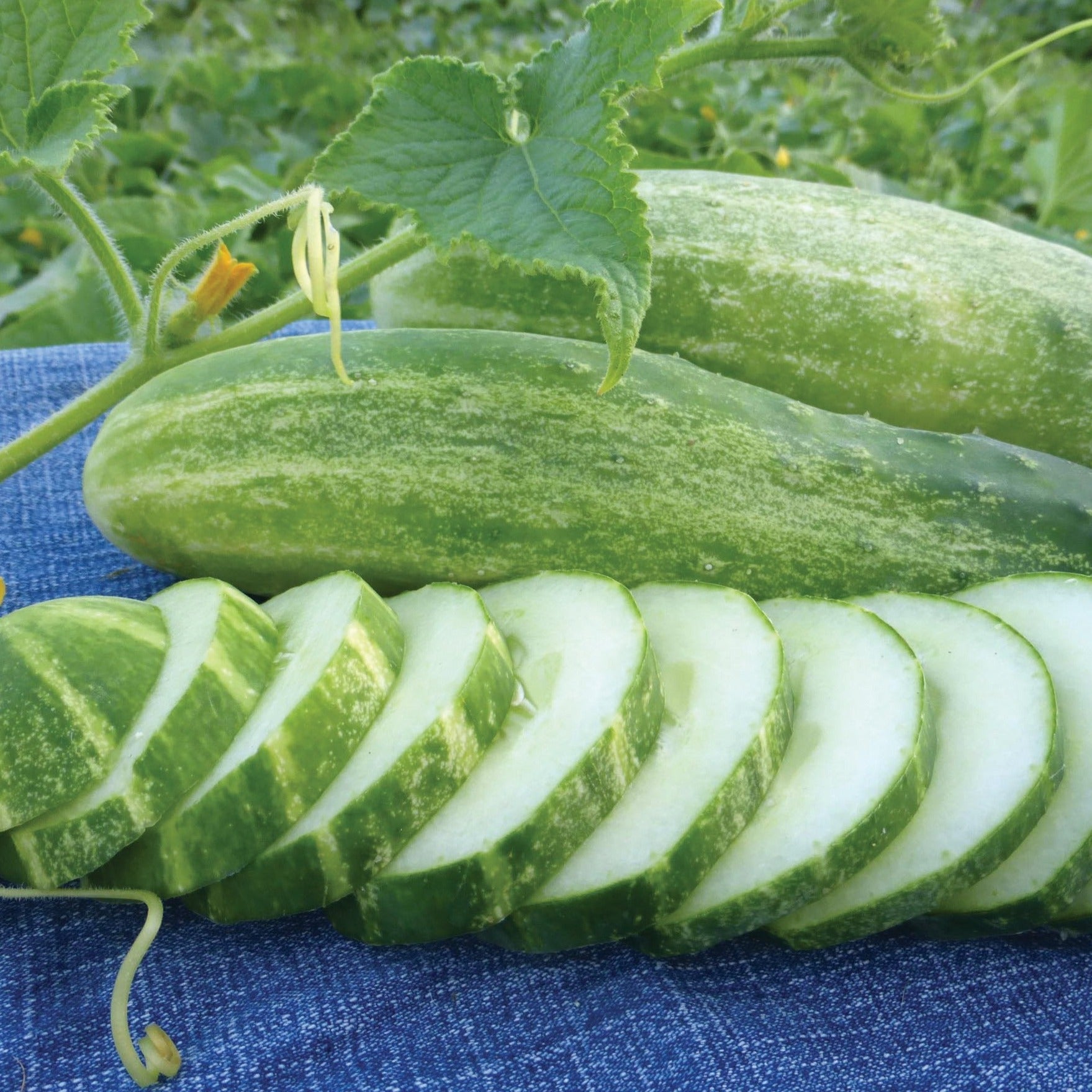 Straight 8 Cucumber – MIgardener