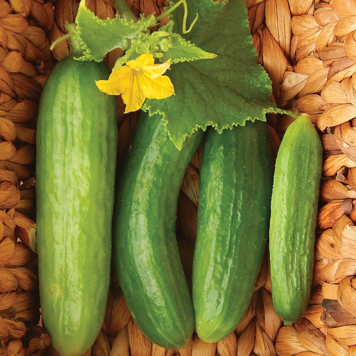 Beit Alpha Cucumber – MIgardener