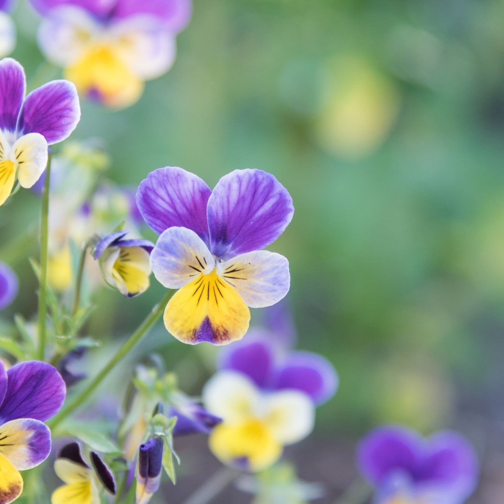 Johnny Jump Up Viola – MIgardener