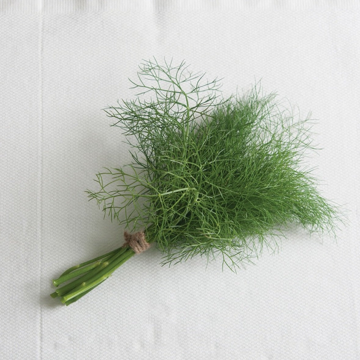 Grosfruchtiger Leaf Fennel – MIgardener