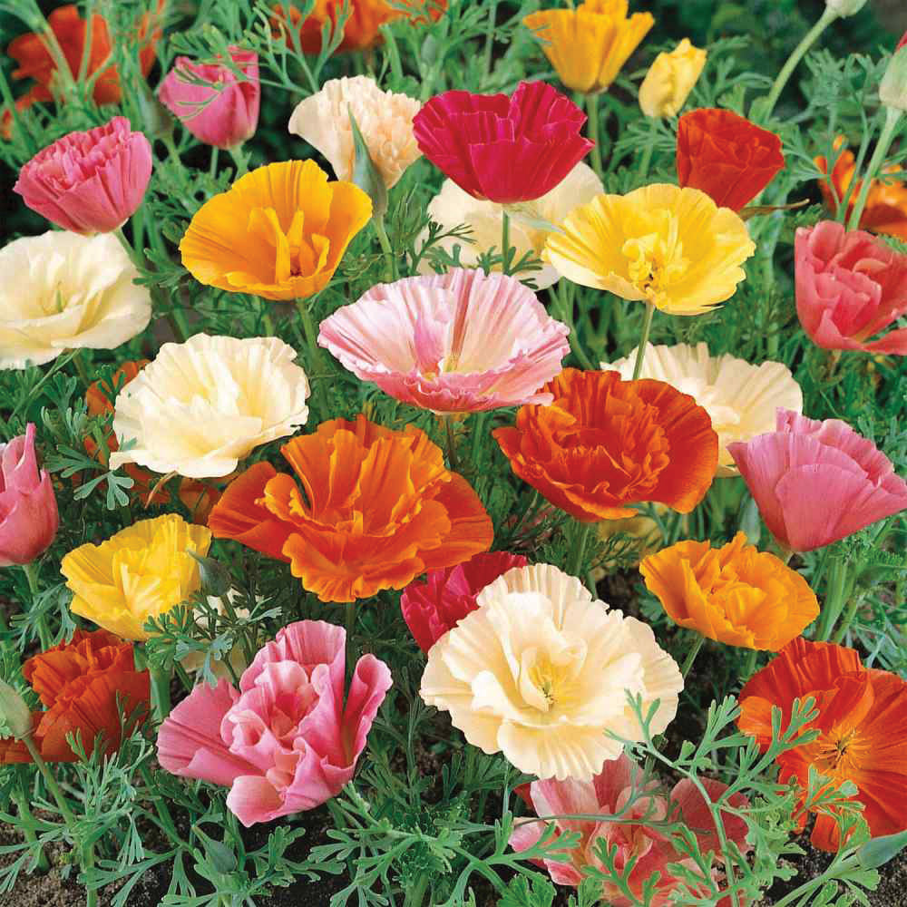 Papaver Poppy Mix – MIgardener