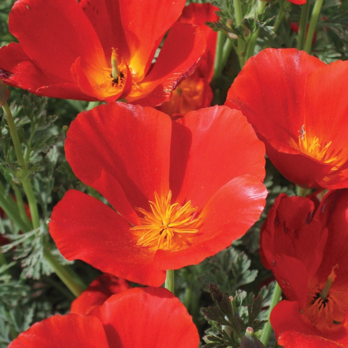 Red California Poppy – MIgardener