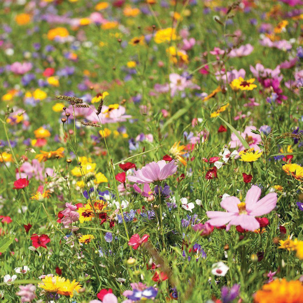 Upland Wildflower Mix – MIgardener