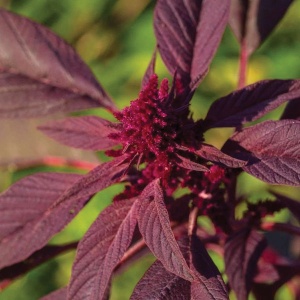 red amaranth