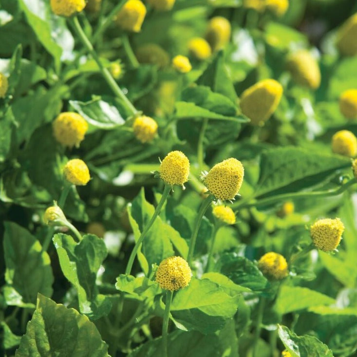 Toothache Plant Spilanthes – MIgardener