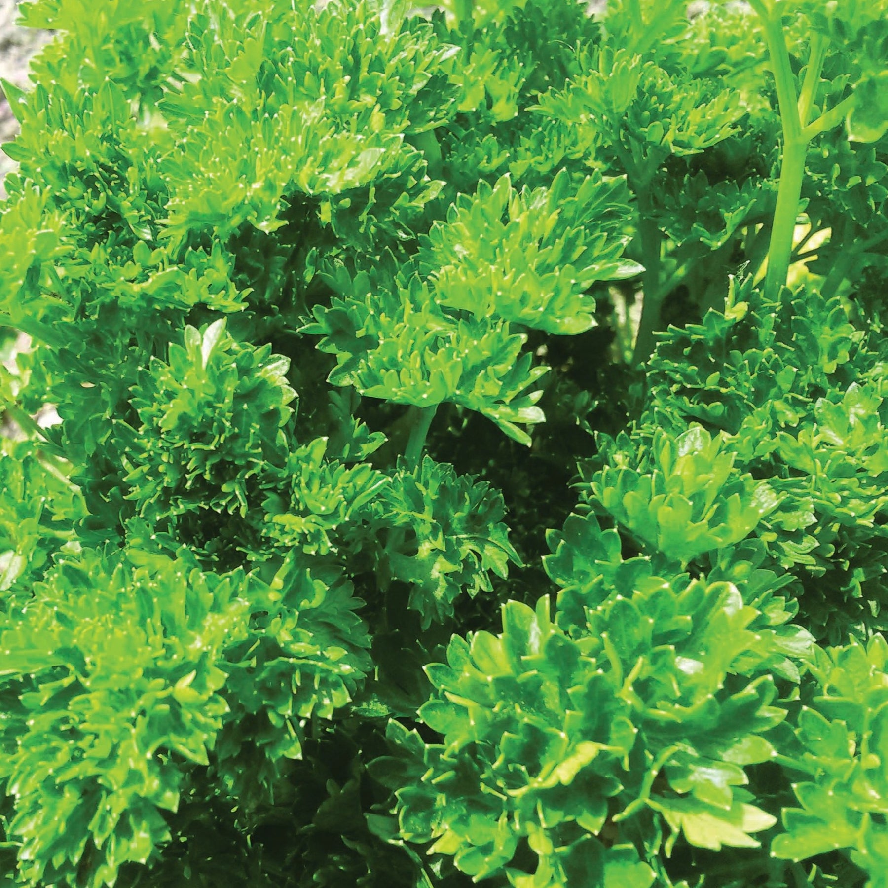 Triple Curled Parsley – MIgardener