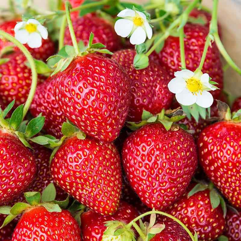 Honeoye Strawberry (Junebearing) – MIgardener