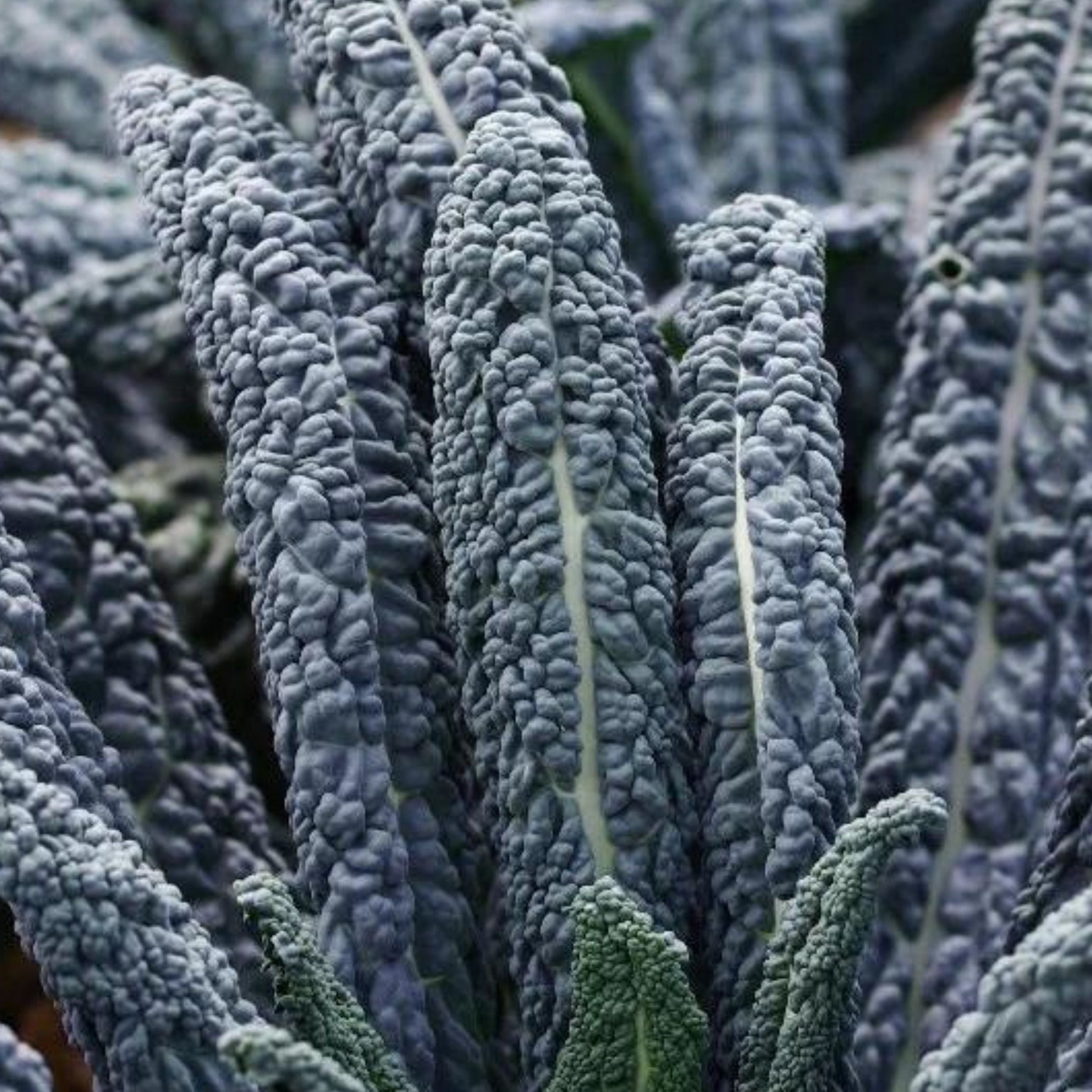 Black Magic Kale – MIgardener