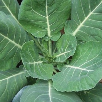 Vates Collards – MIgardener