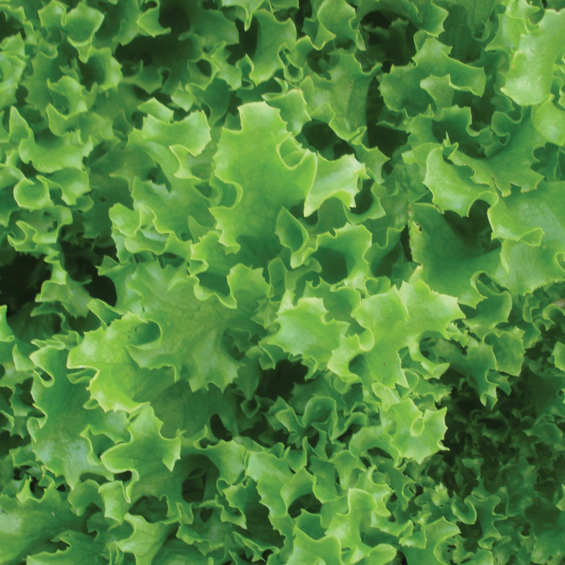 Tango Leaf Lettuce – MIgardener