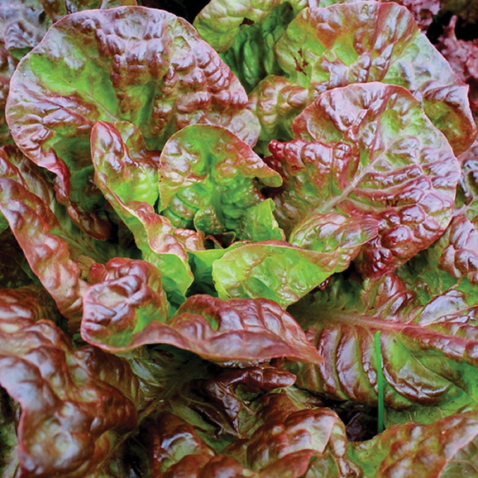 Prizehead Leaf Lettuce – MIgardener
