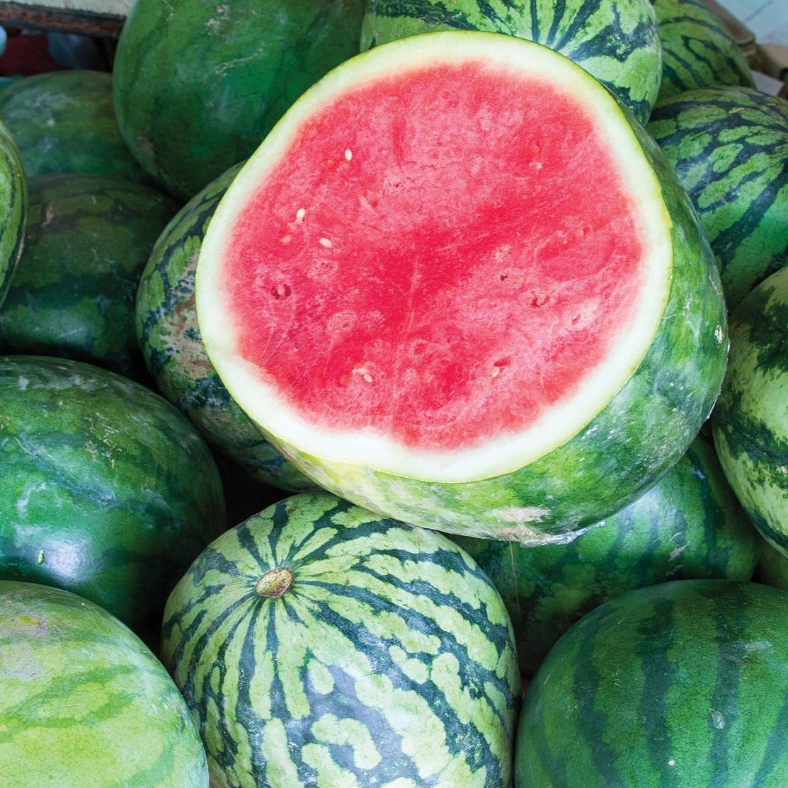 Dixie Queen Watermelon – MIgardener