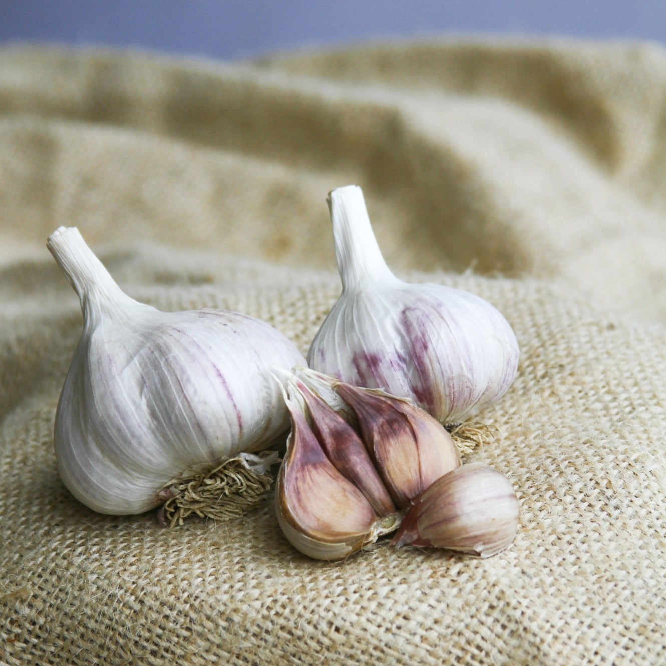 Metechi (Hardneck) Garlic – MIgardener