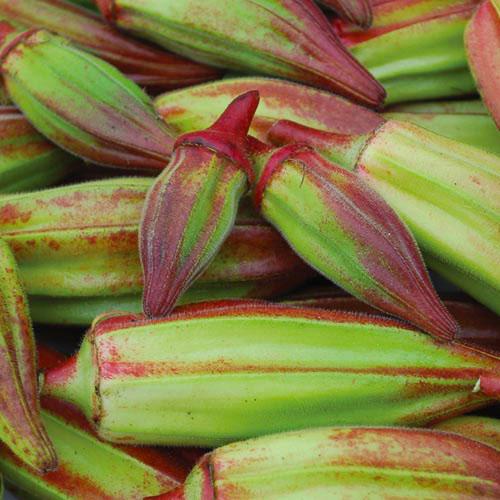 Hill Country Red Okra – MIgardener