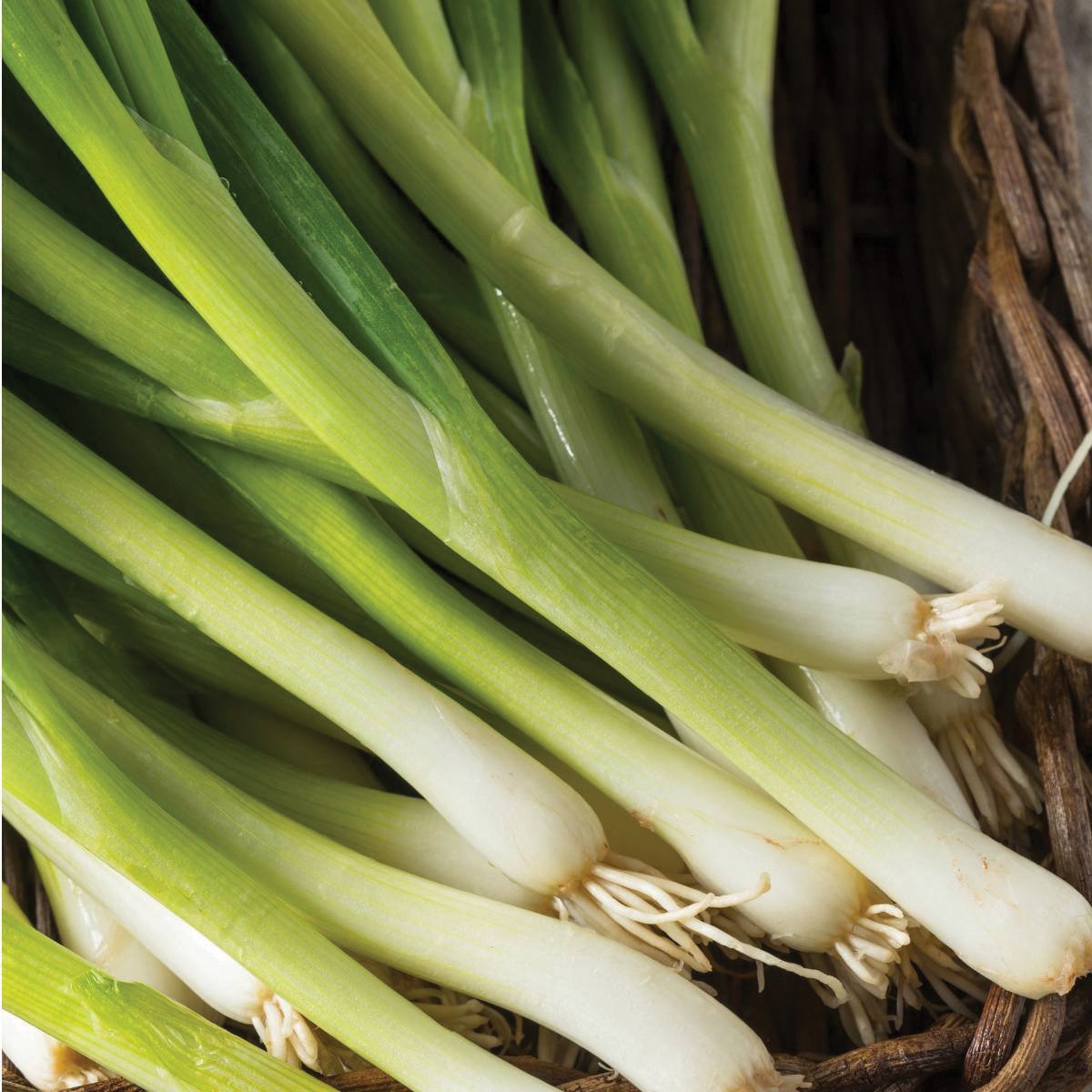 Nebuka Evergreen Bunching Onion – MIgardener