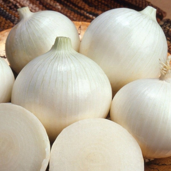 white onion