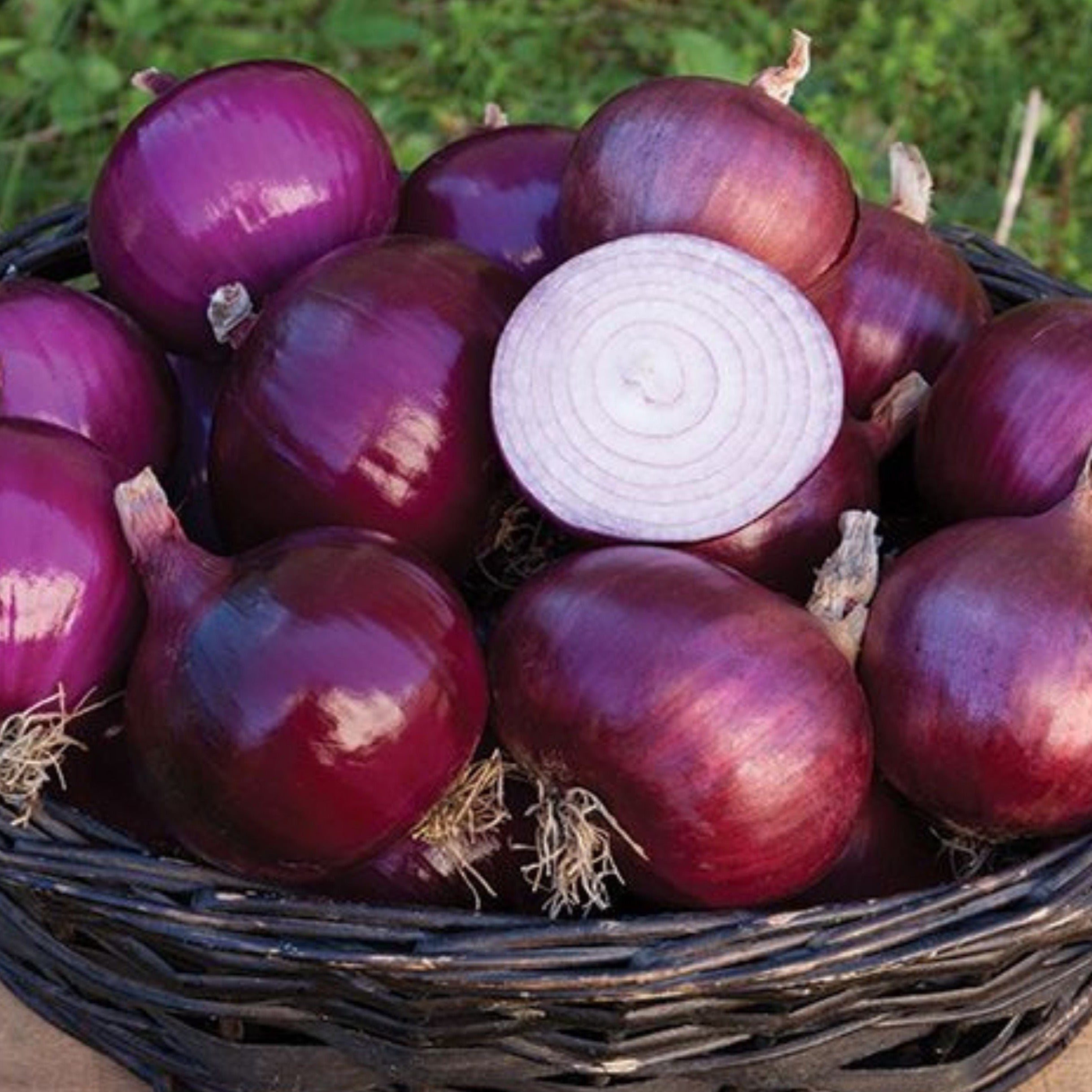 Red Geneva Onion – MIgardener