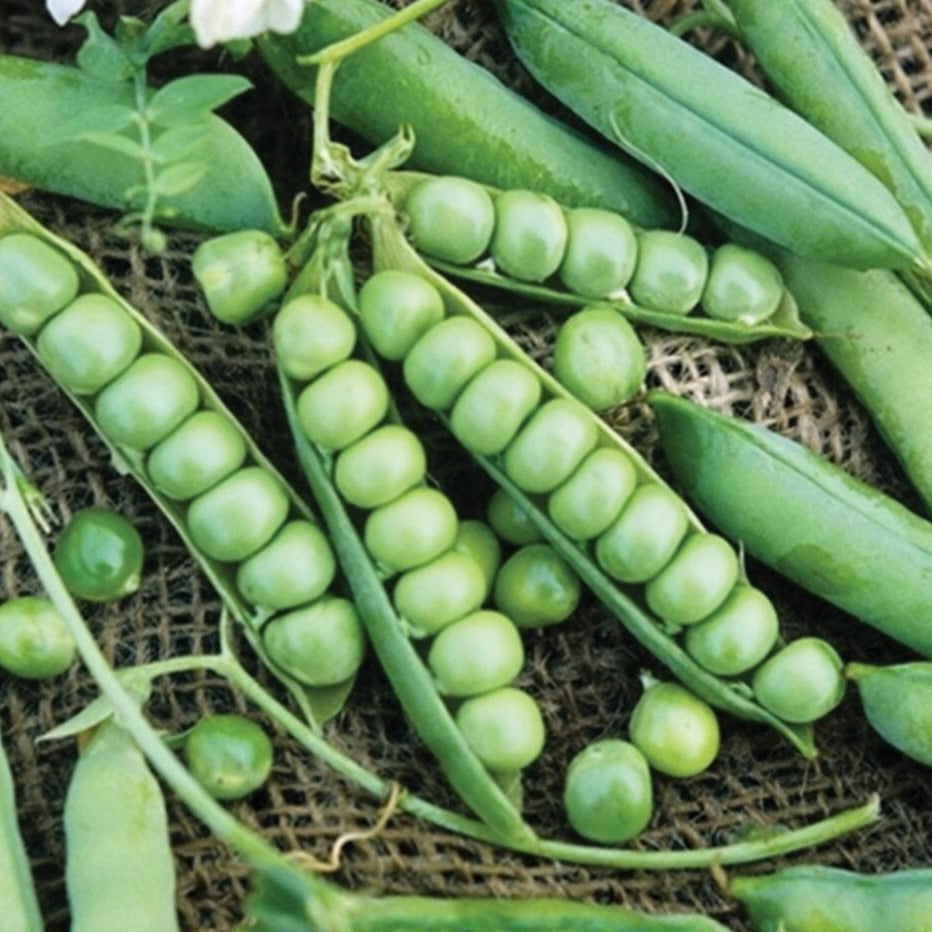 Wando Pea – MIgardener