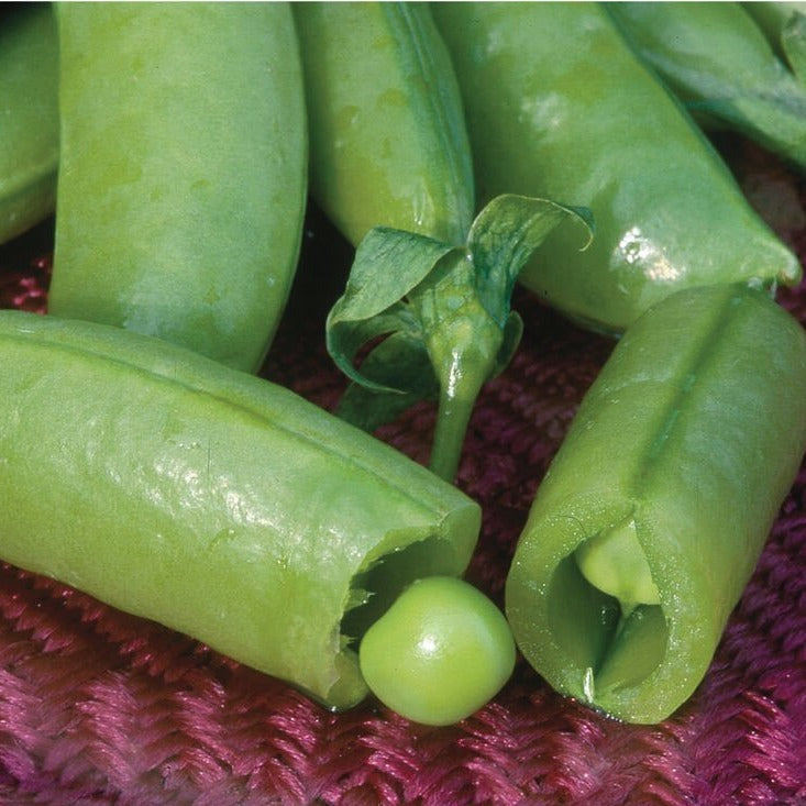 Sugar Snap Pea – MIgardener
