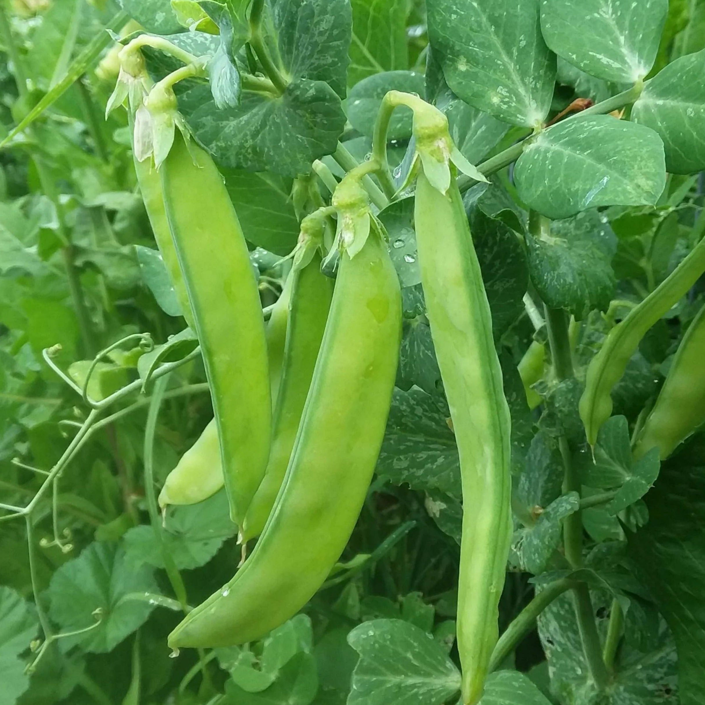 Blizzard Pea – MIgardener