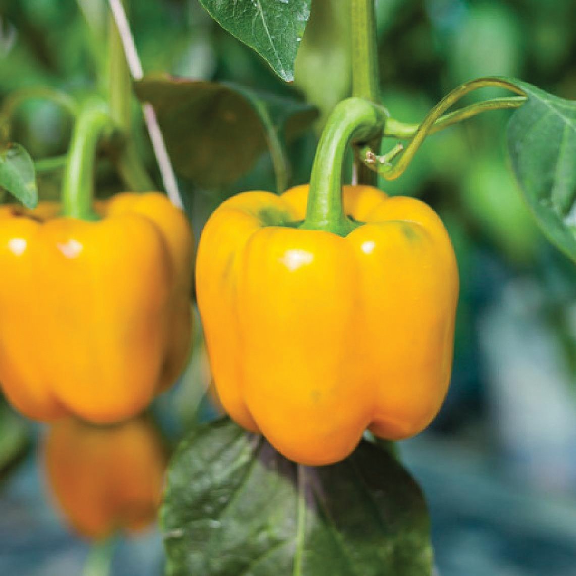 Golden Cal Wonder Bell Pepper – MIgardener