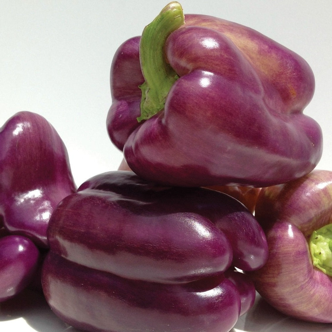 Purple Beauty Bell Pepper – MIgardener