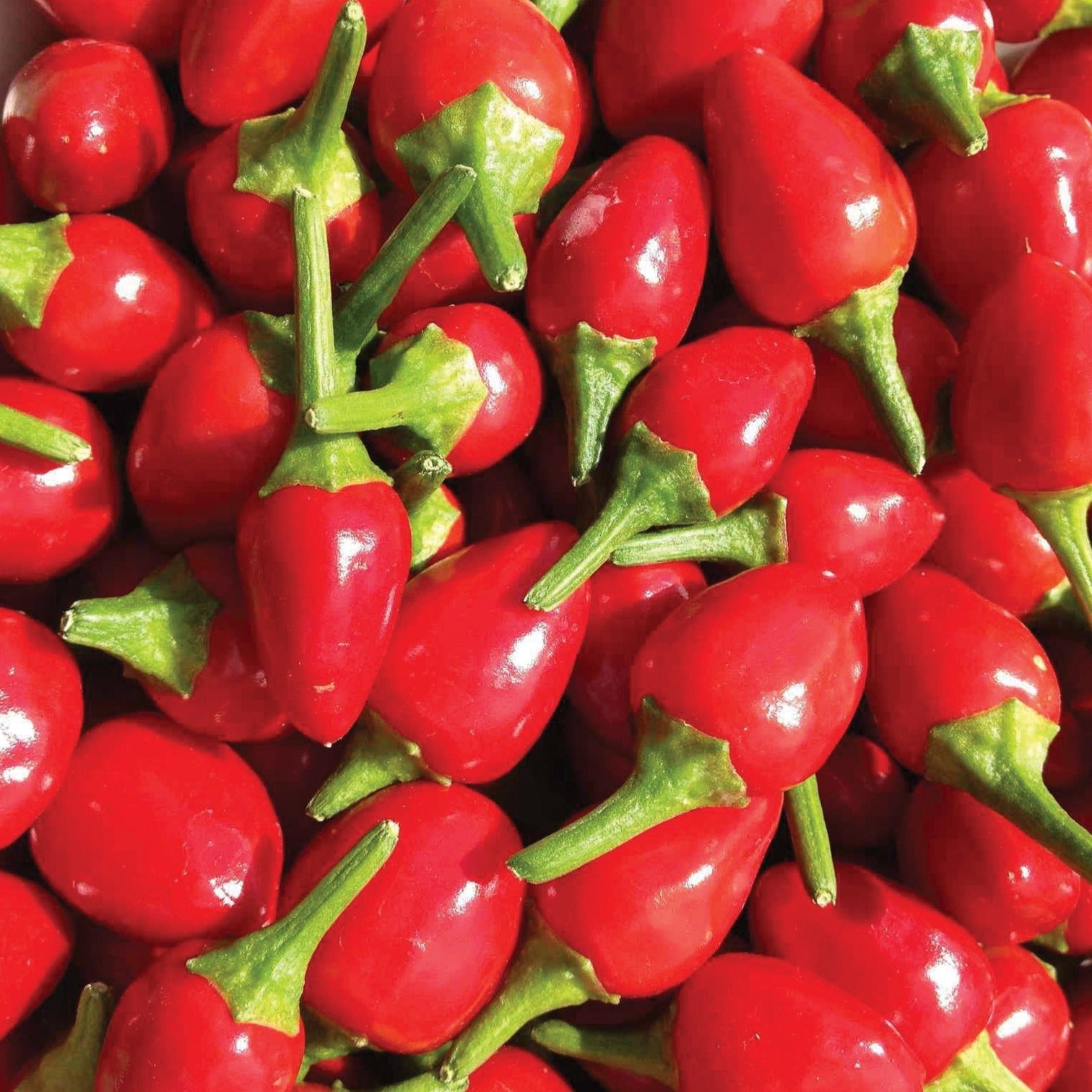 Chiltepin Pepper – MIgardener