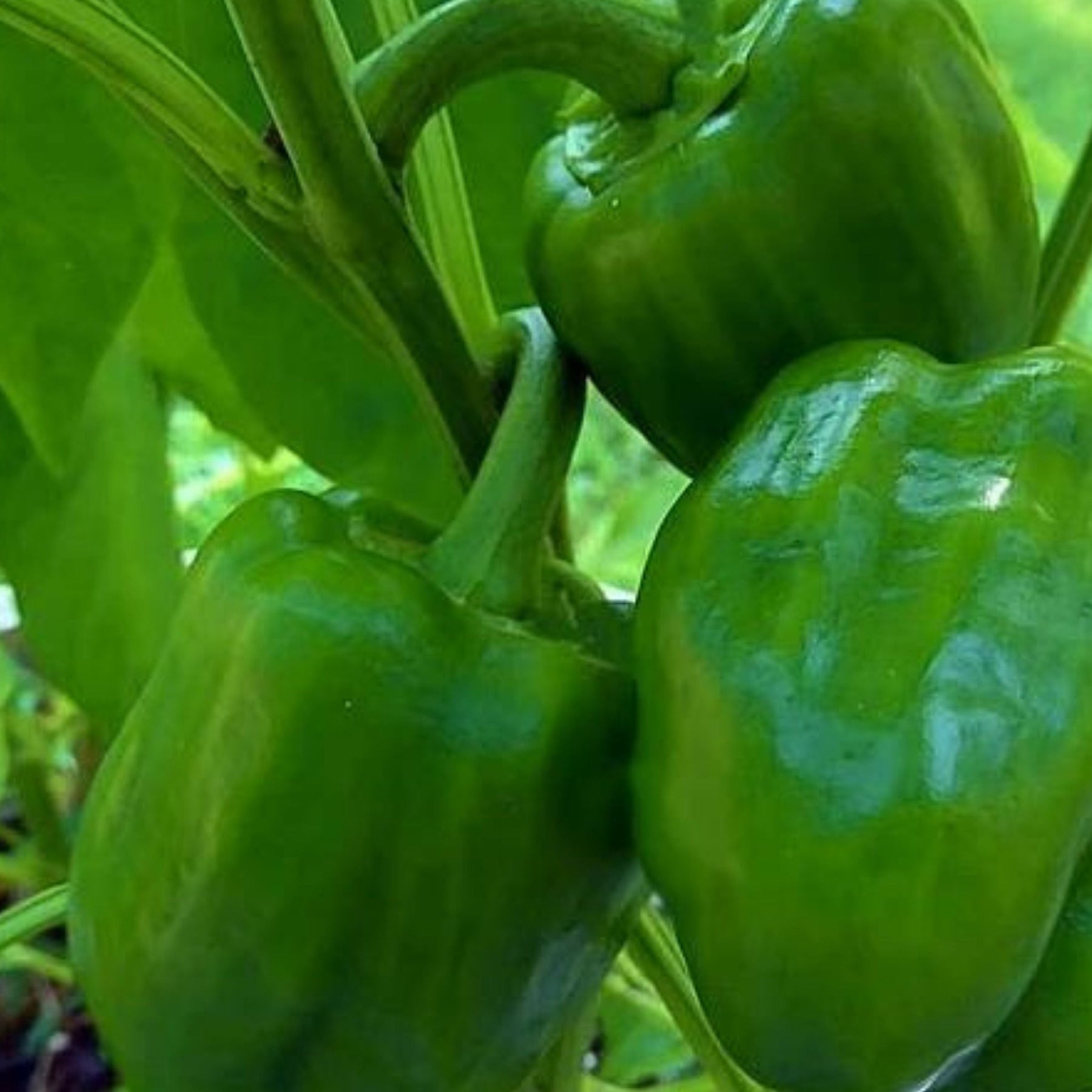 Emerald Giant Bell Pepper – MIgardener