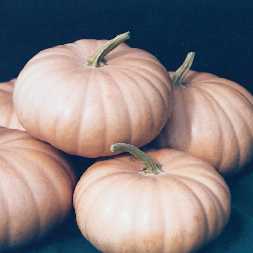 Long Island Cheese Pumpkin – MIgardener