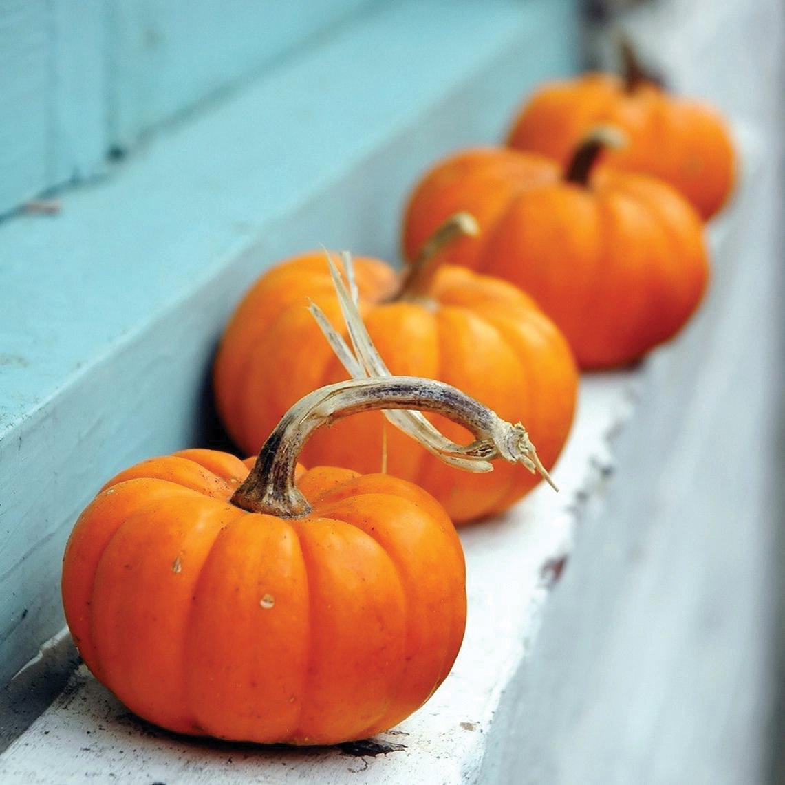 Jack Be Little Pumpkin – MIgardener