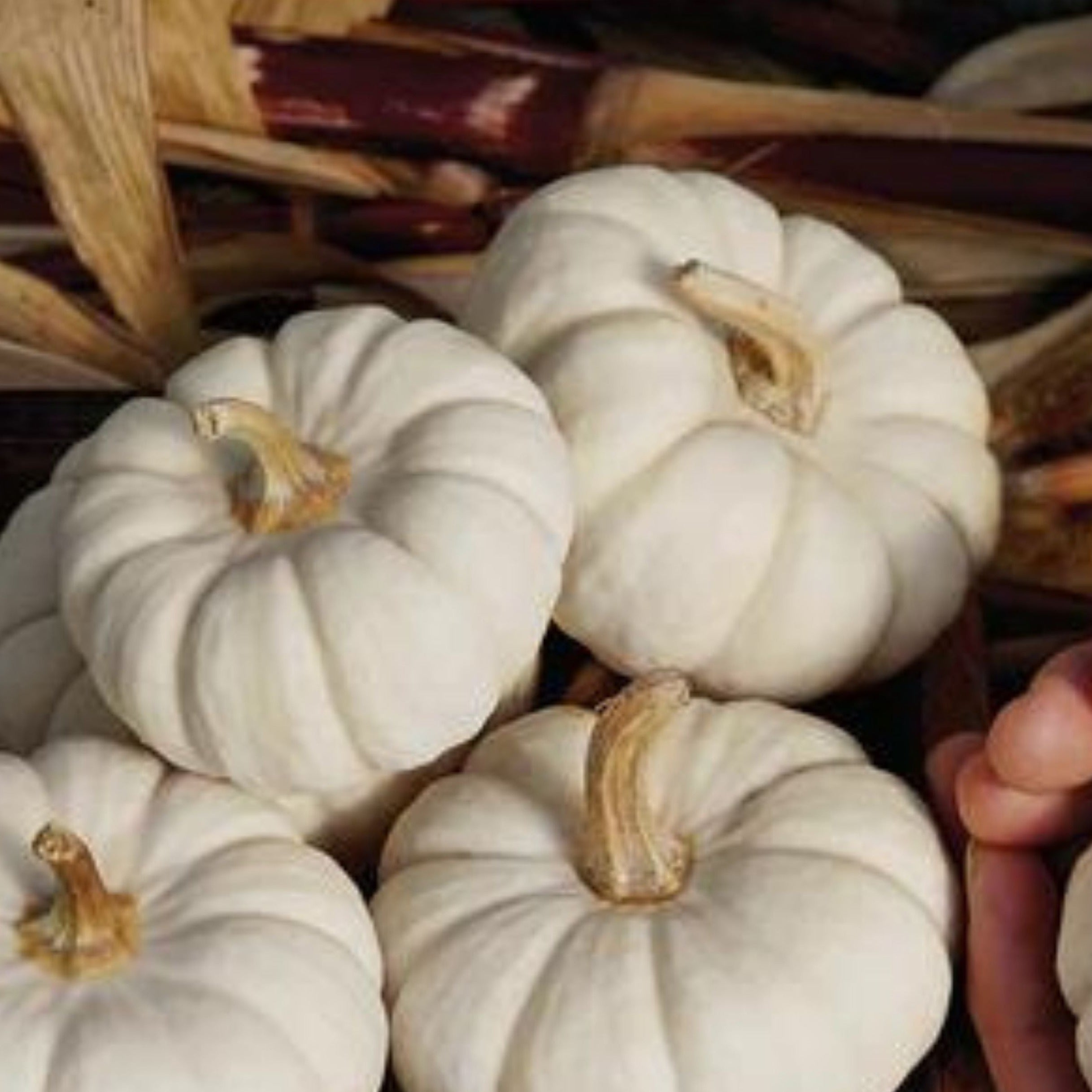 Baby Boo Pumpkin – MIgardener