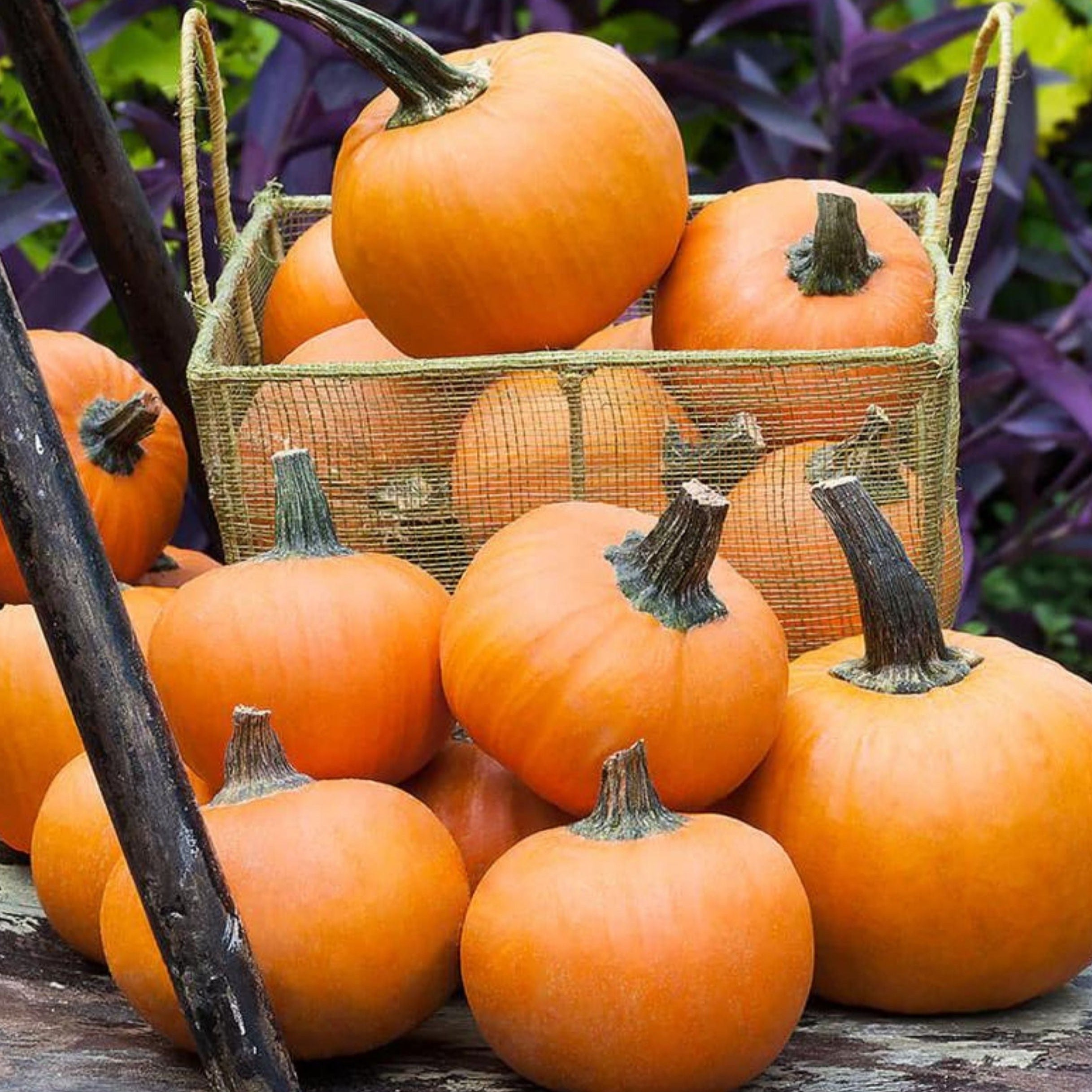 Wee-Be-Little Pumpkin – MIgardener