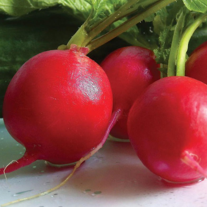 German Giant Radish – MIgardener