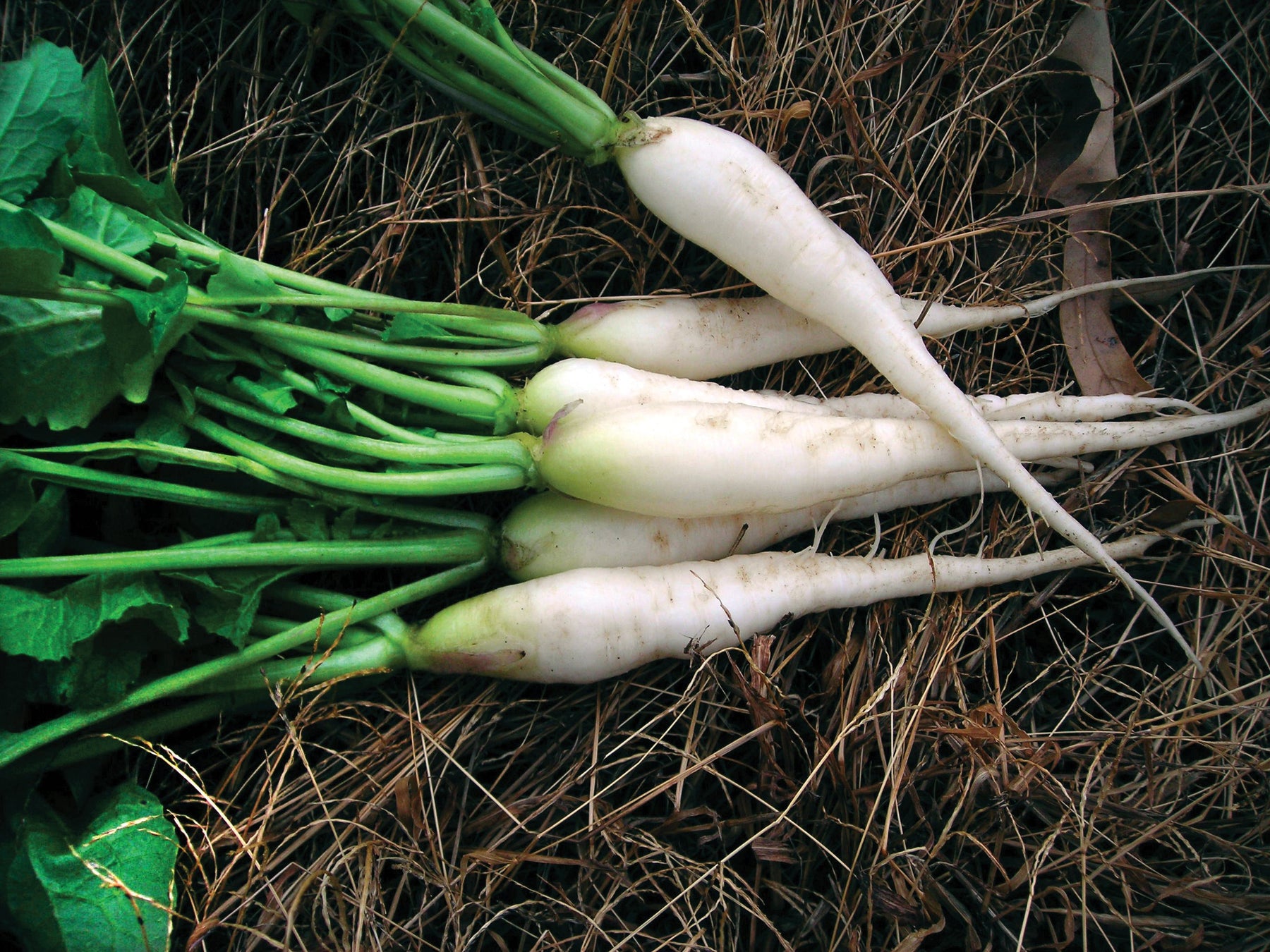 White Icicle Radish – MIgardener