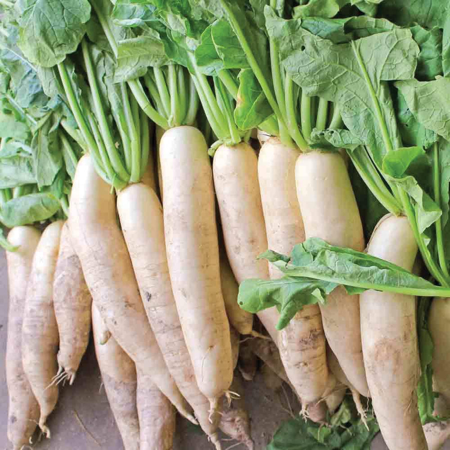 Root Vegetable – MIgardener