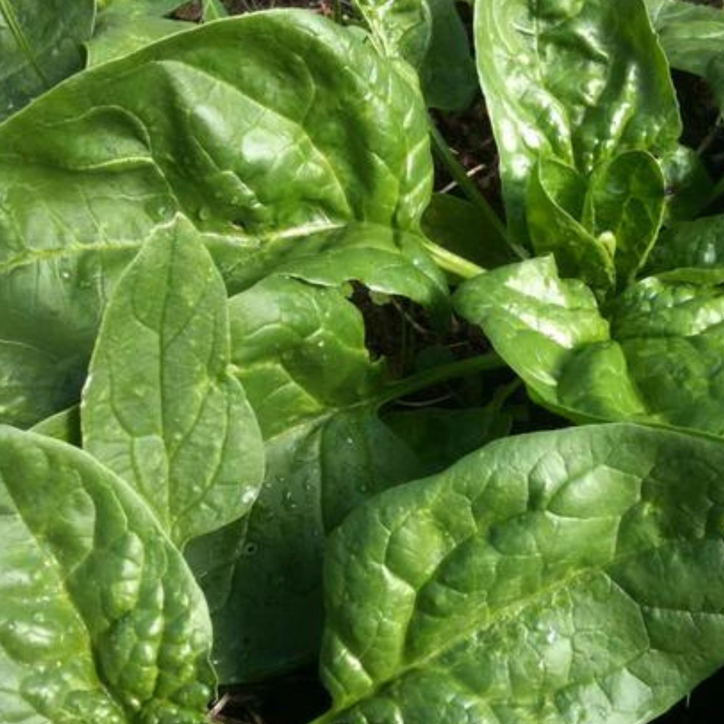 Winter Giant Spinach – MIgardener