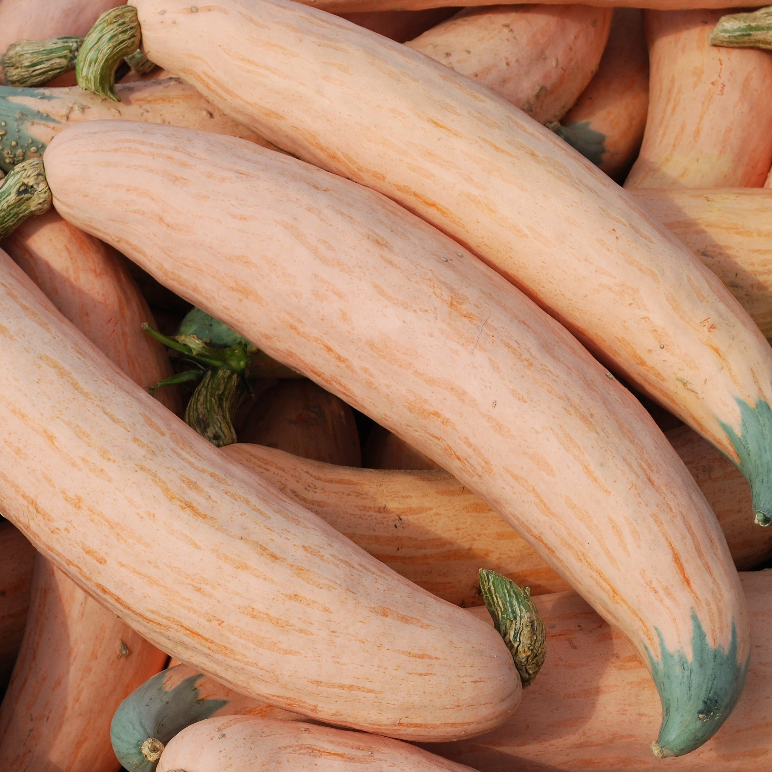 North Georgia Candy Roaster Squash – MIgardener