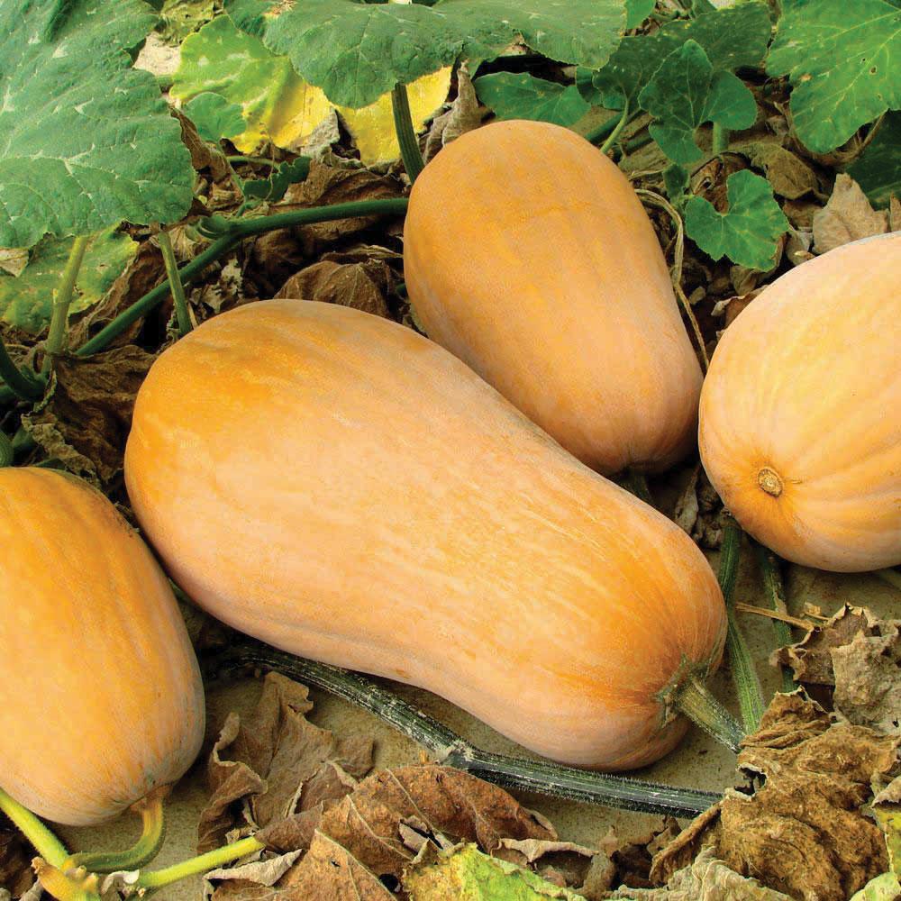 Waltham Butternut Squash – MIgardener