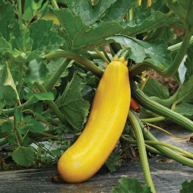 Golden Zucchini – MIgardener